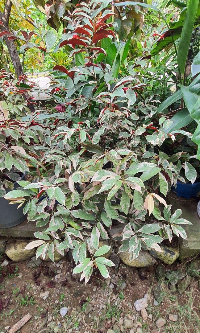 Excoecaria Cochinchinensis/Picara Plant, Furniture & Home Living ...