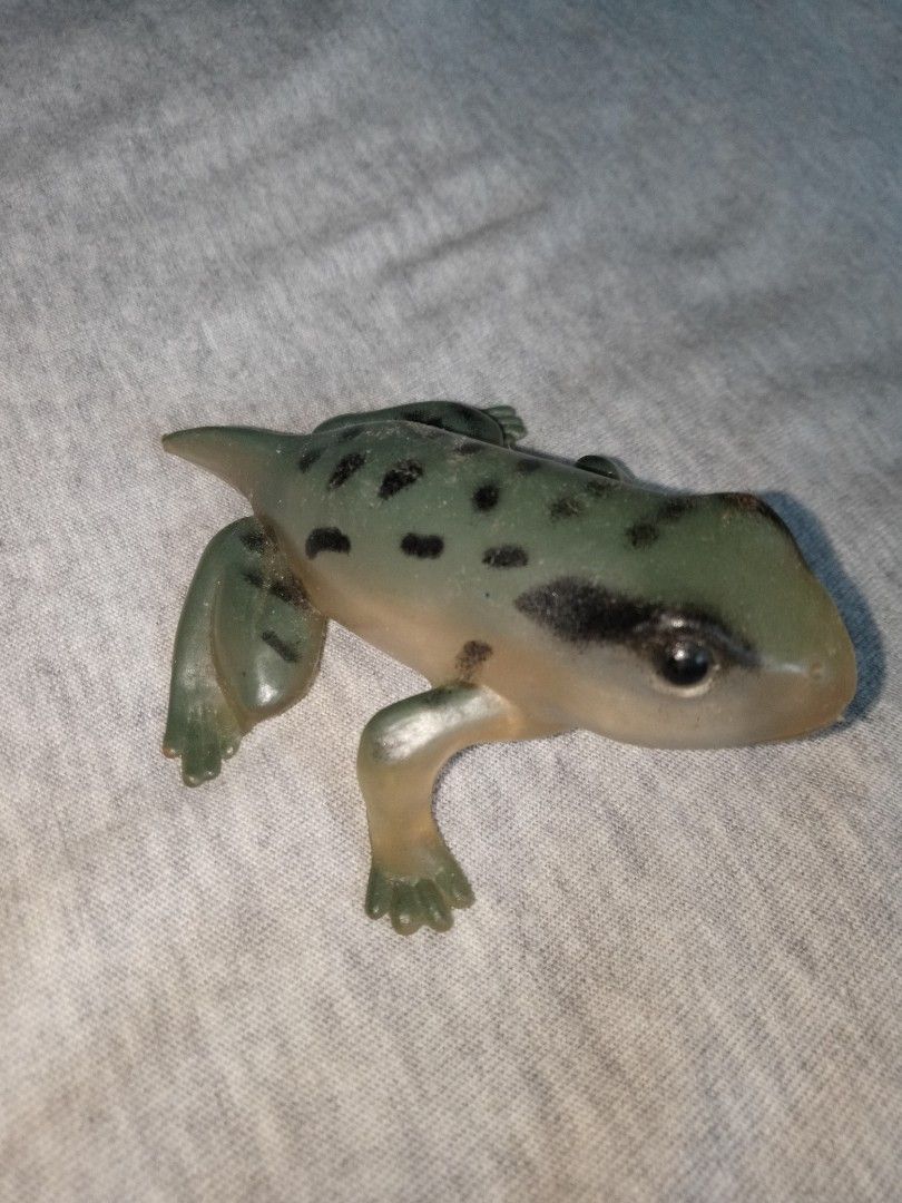 Frog Life Cycle set, Hobbies & Toys, Toys & Games on Carousell