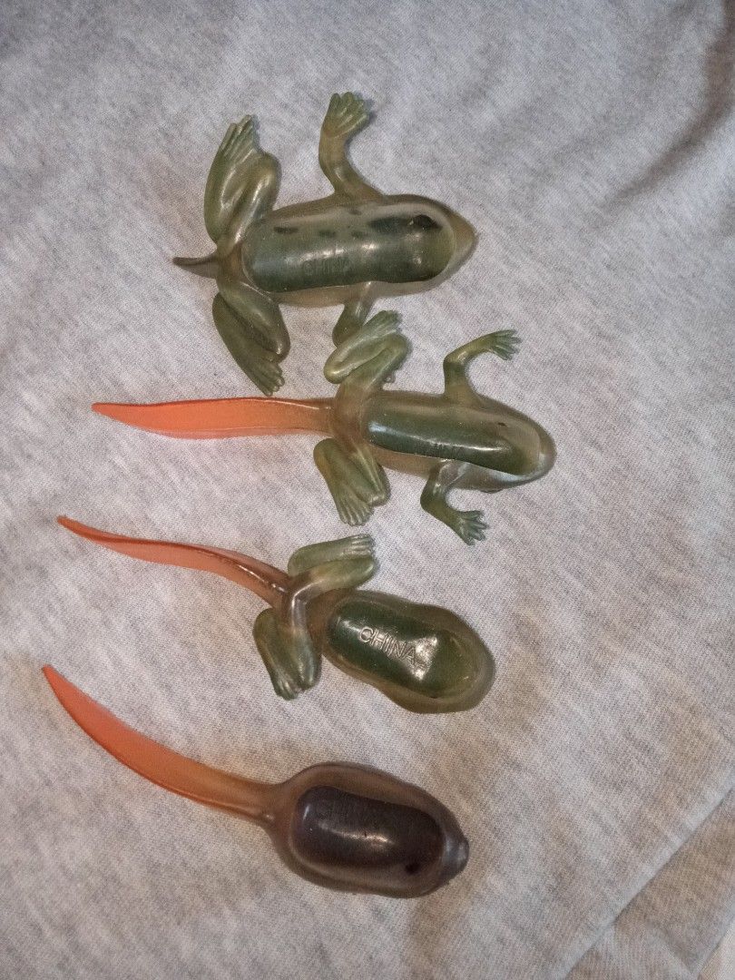 Frog Life Cycle set, Hobbies & Toys, Toys & Games on Carousell