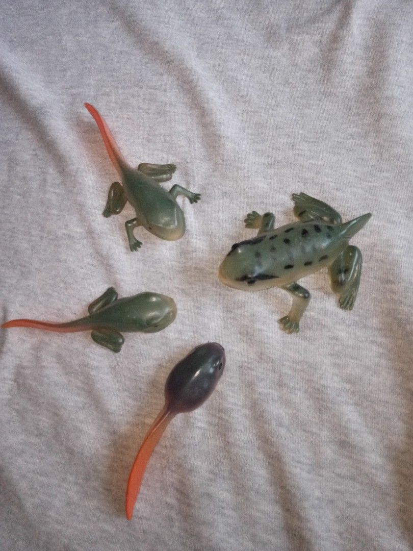 Frog Life Cycle set, Hobbies & Toys, Toys & Games on Carousell