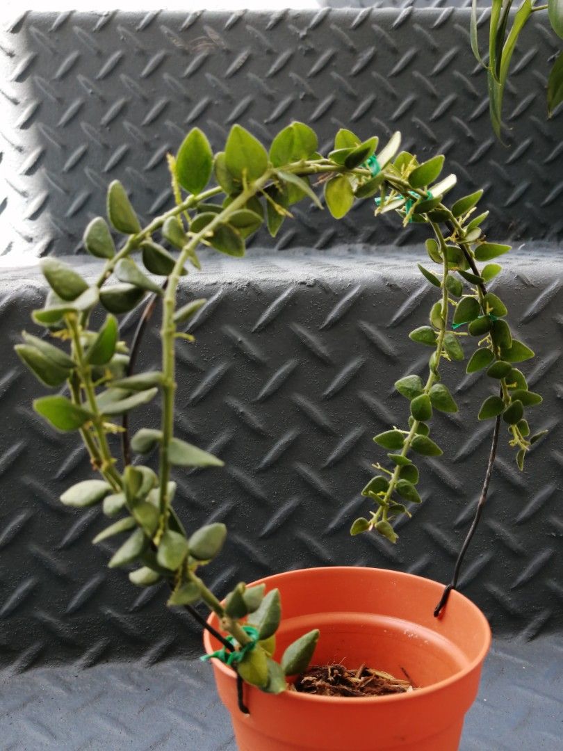 Hoya Chinghungensis, Furniture & Home Living, Gardening, Plants & Seeds ...