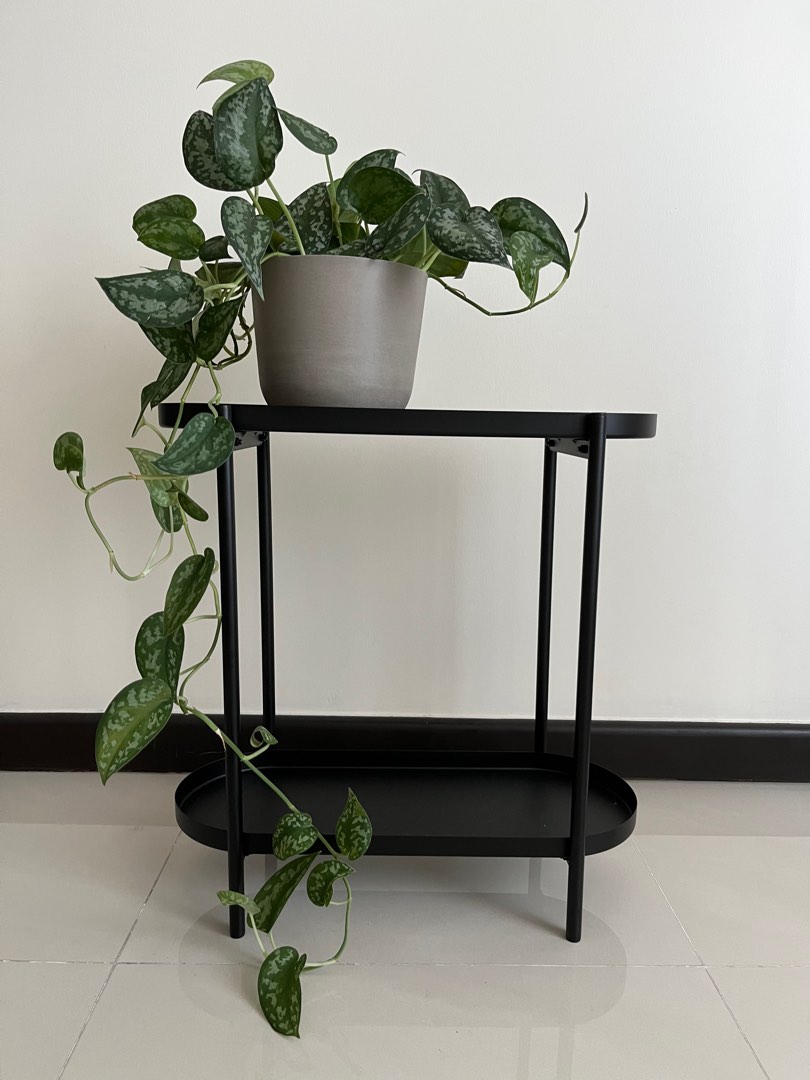 IKEA Plant Stand and Silver Satin Pothos, Furniture & Home Living ...