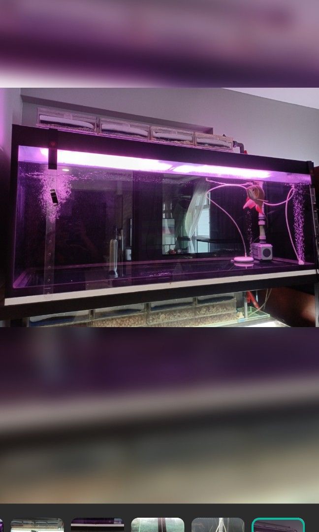 N30 2 tier 5ft tank, Pet Supplies, Homes & Other Pet Accessories on ...