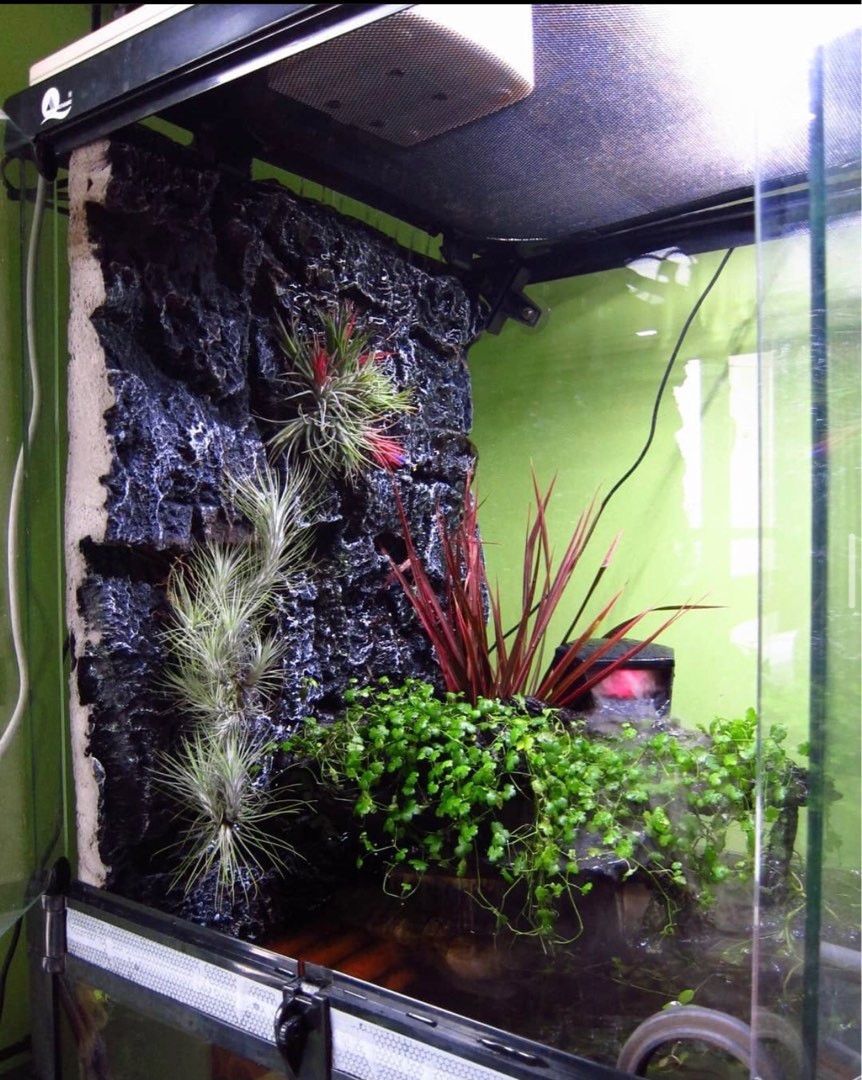 Paludarium Tank (+ free stuffs), Pet Supplies, Homes & Other Pet ...