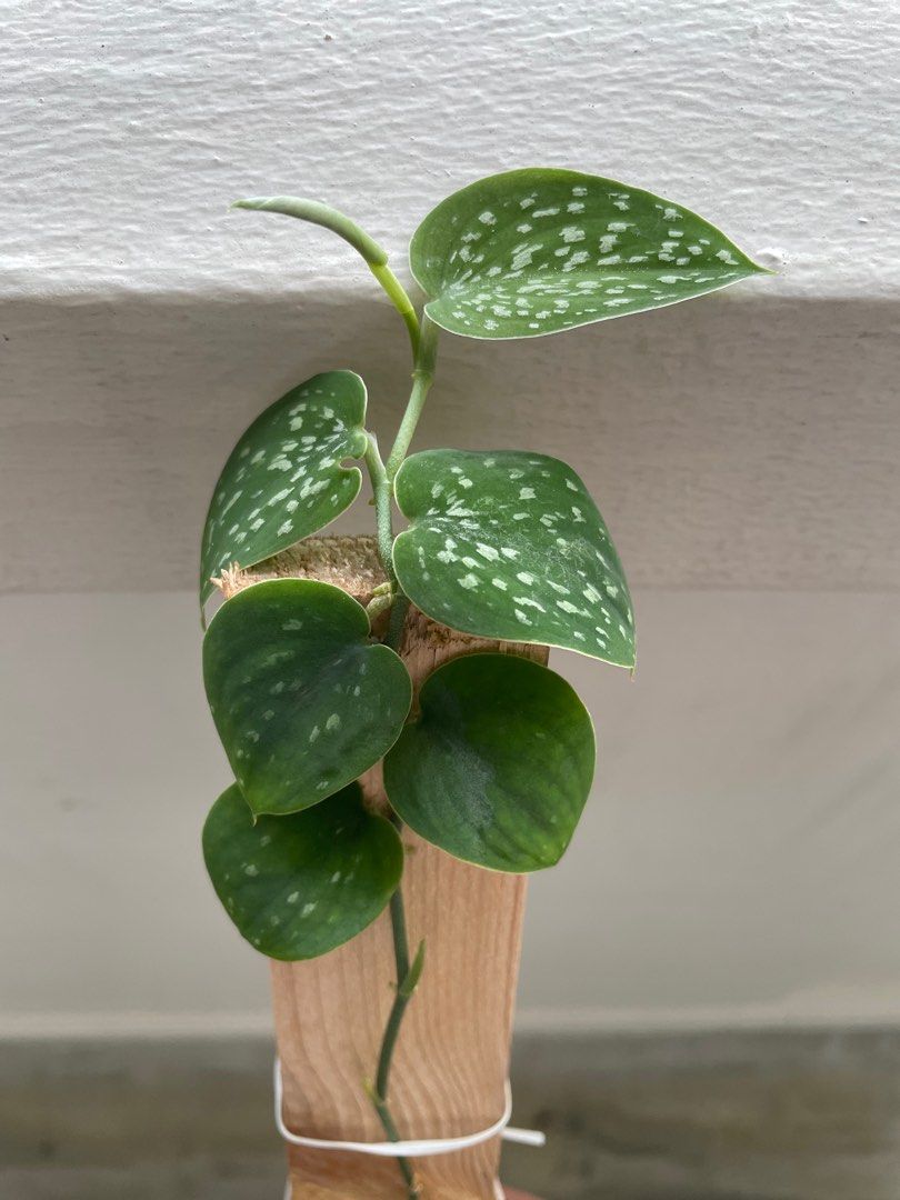 Scindapsus Snake Scale Plant, Furniture & Home Living, Gardening ...