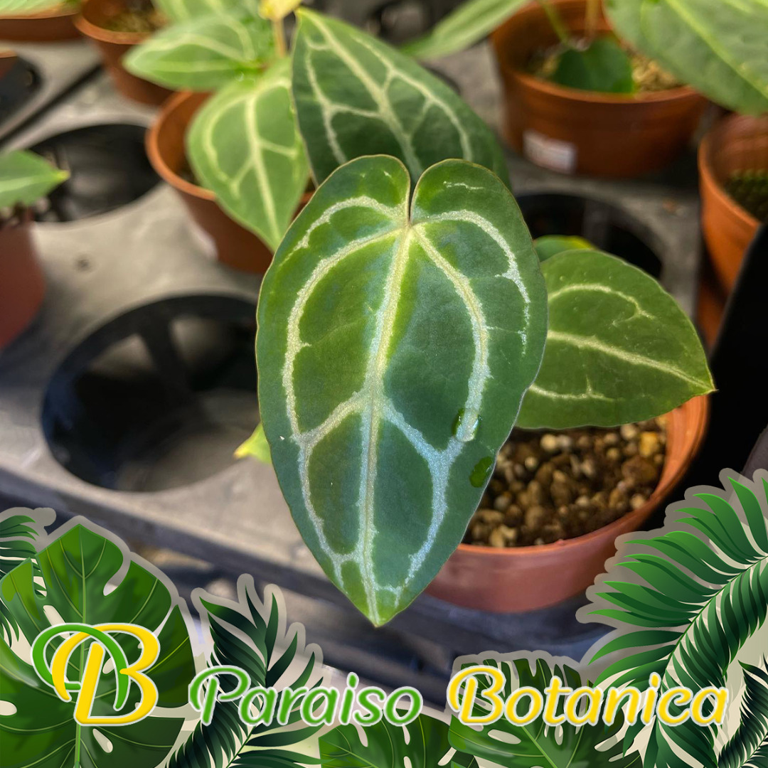 Anthurium Red Crystal NSE x Wild (S), Furniture & Home Living ...