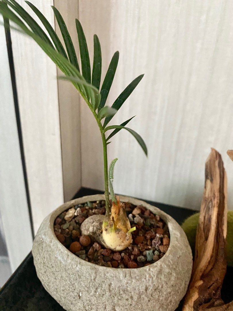 Cycas revoluta / sago palm bonsai in stone pot, Furniture & Home Living ...