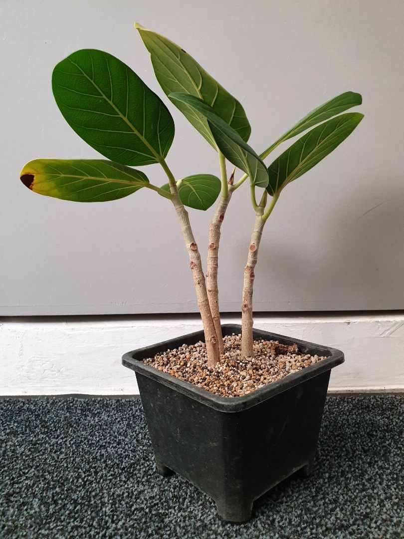 Ficus Benghalensis (Audrey) plant/tree/bonsai, Furniture & Home Living ...