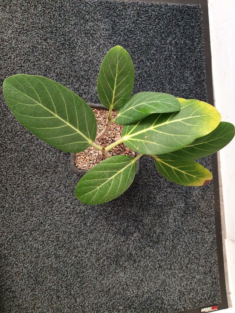 Ficus Benghalensis (Audrey) plant/tree/bonsai, Furniture & Home Living ...