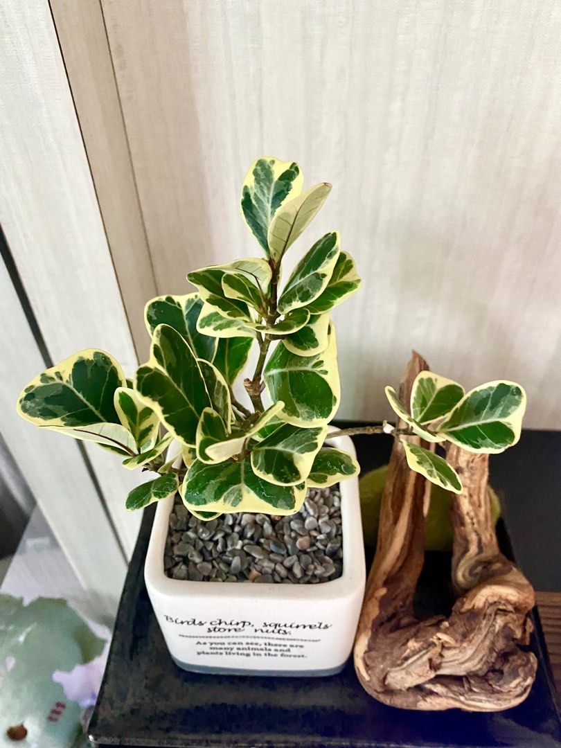 Ficus triangularis Bonsai, Furniture & Home Living, Gardening, Plants ...