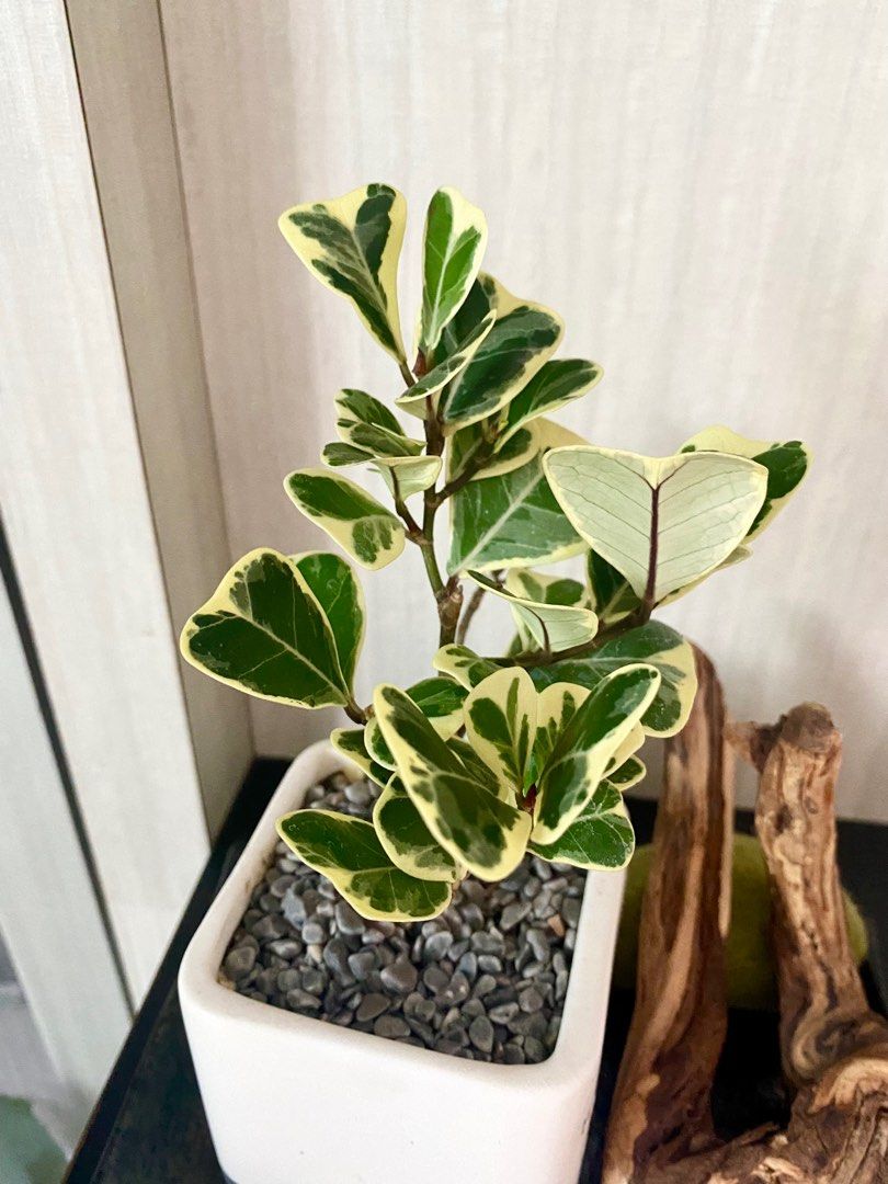 Ficus triangularis Bonsai, Furniture & Home Living, Gardening, Plants ...