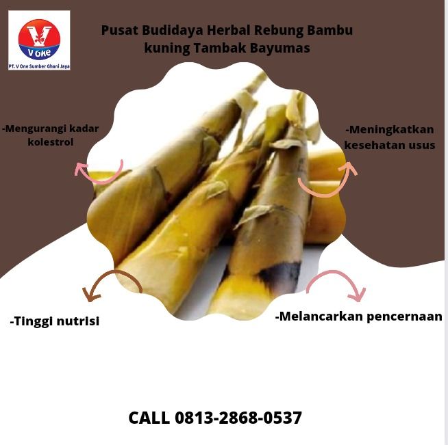 Herbal rebung bambu kuning, Perkebunan di Carousell