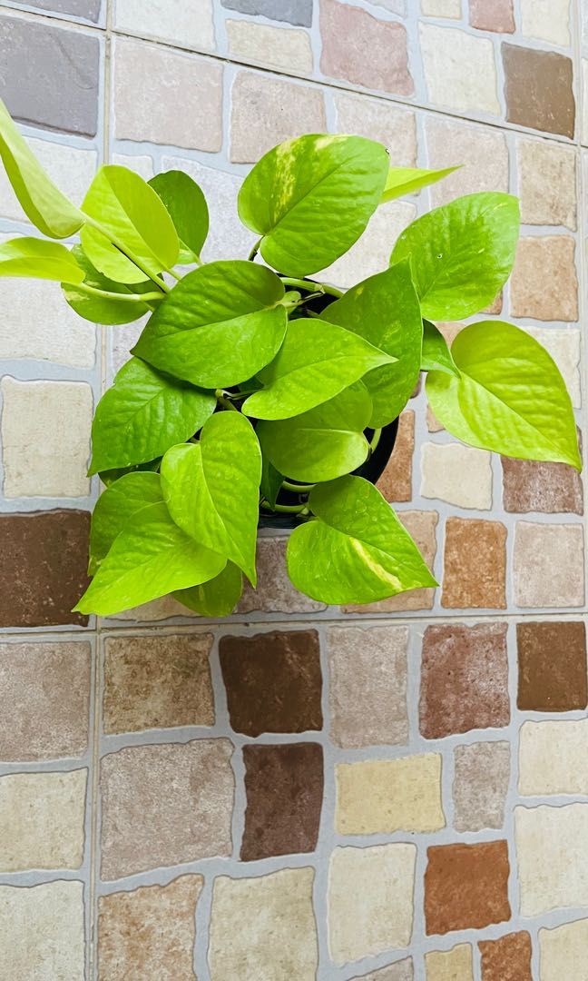 Lemon Lime Pothos, Furniture & Home Living, Gardening, Plants & Seeds ...