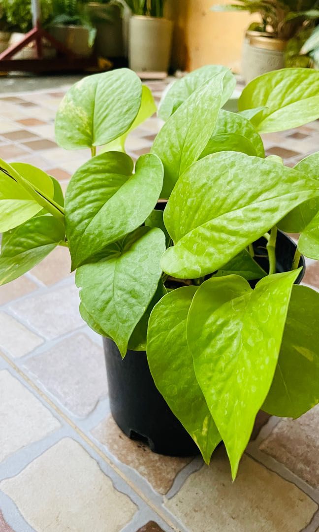 Lemon Lime Pothos, Furniture & Home Living, Gardening, Plants & Seeds ...