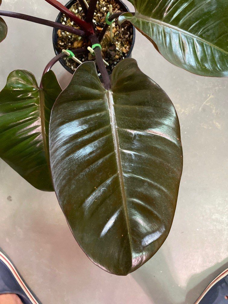 Philodendron Black Congo big leaves, Furniture & Home Living, Gardening ...