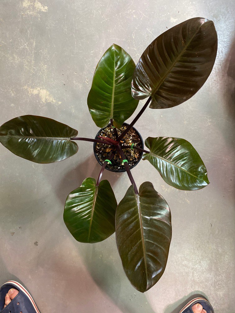 Philodendron Black Congo big leaves, Furniture & Home Living, Gardening ...