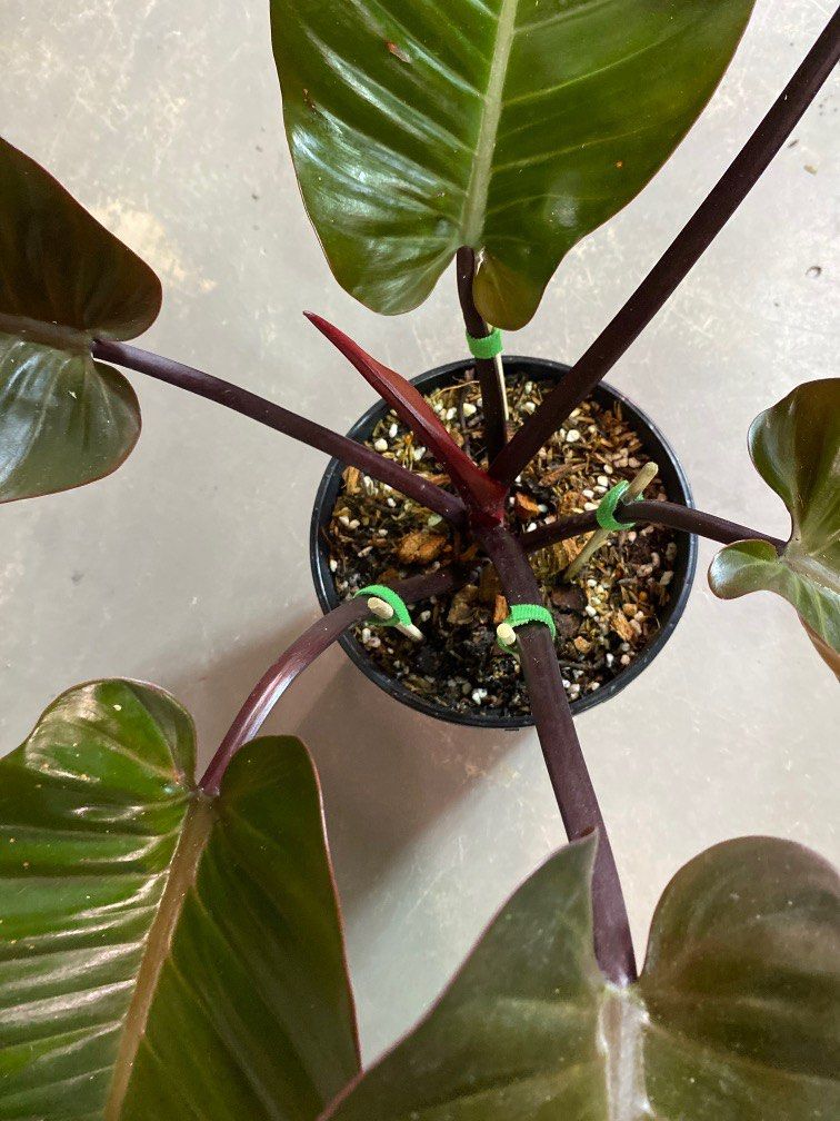 Philodendron Black Congo big leaves, Furniture & Home Living, Gardening ...