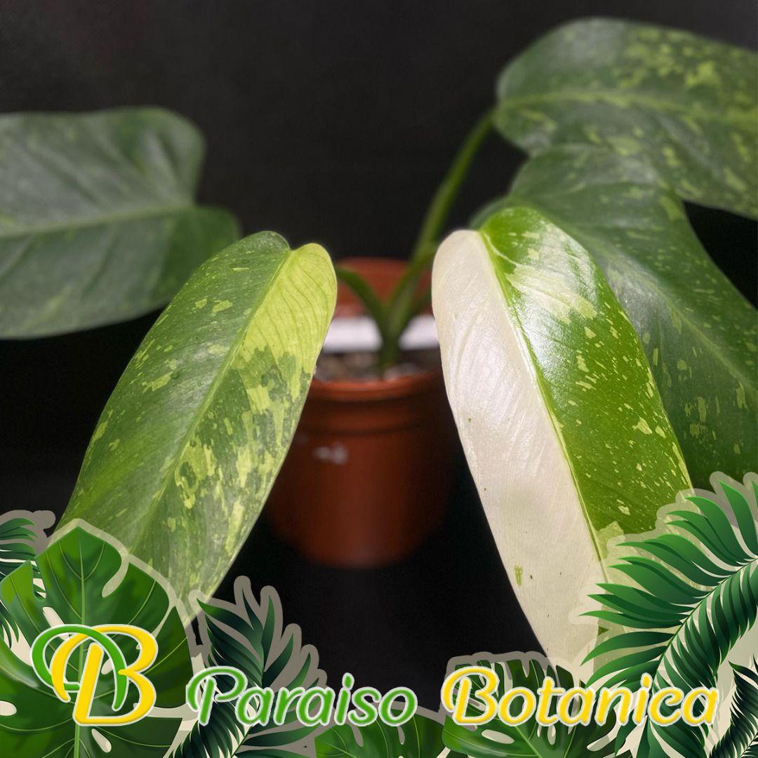 Philodendron Jose Bruno Variegata, Furniture & Home Living, Gardening ...