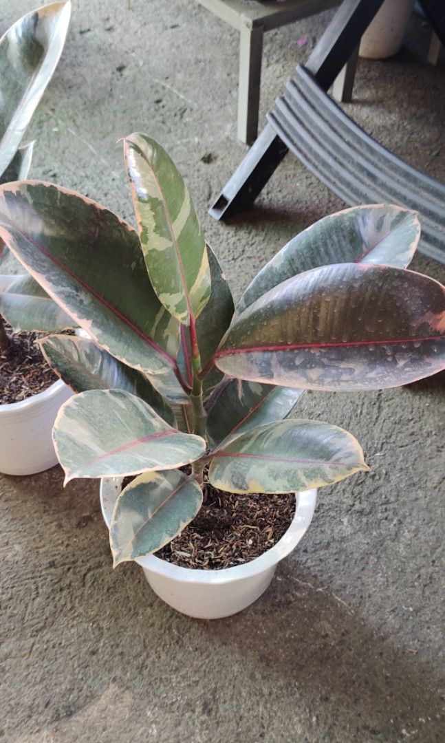 Ruby TriColor Rubber Tree, Furniture & Home Living, Gardening, Plants ...