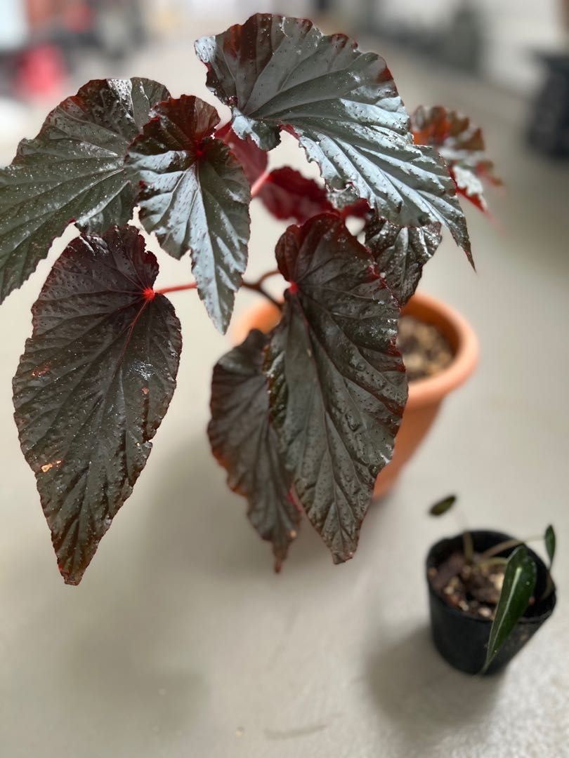Begonia Arabian Sunset, Furniture & Home Living, Gardening, Plants ...