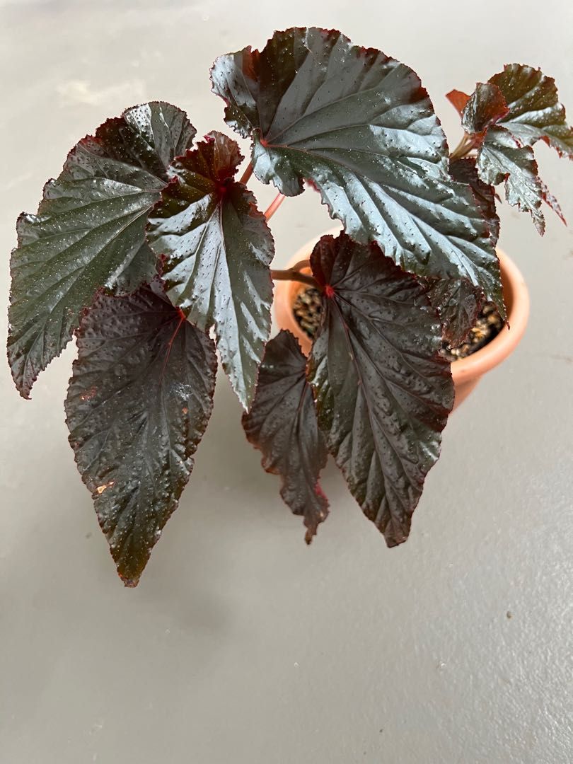 Begonia Arabian Sunset, Furniture & Home Living, Gardening, Plants ...