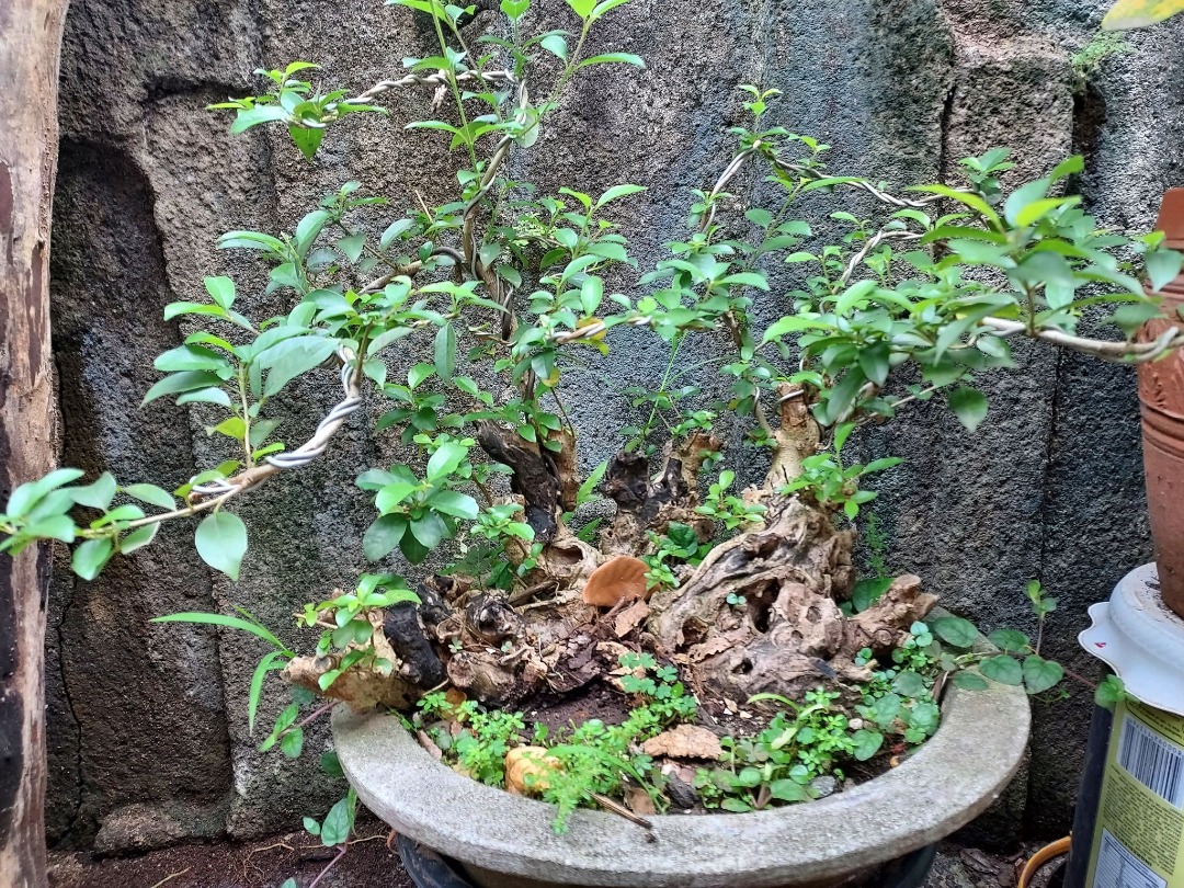 Bonsai tugas, Furniture & Home Living, Gardening, Plants & Seeds on ...