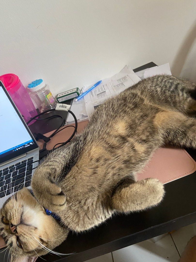 Cat Mating, Pet Supplies, Health & Grooming on Carousell