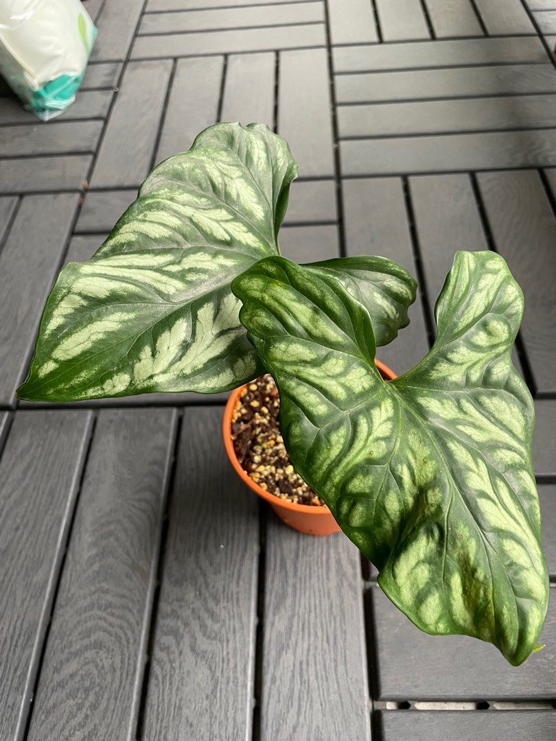 Cercestis Mirabilis, Furniture & Home Living, Gardening, Plants & Seeds ...