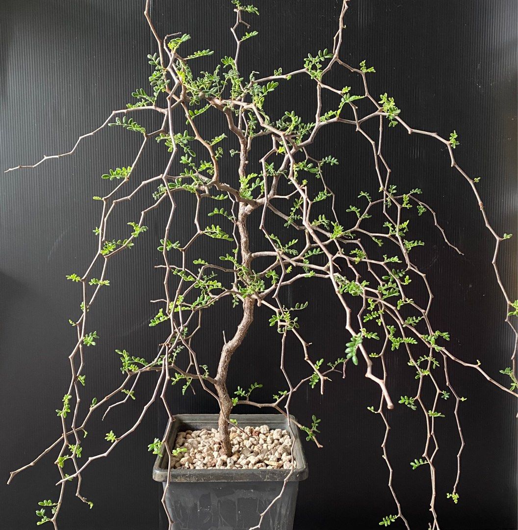 commiphora monstruosa, Furniture & Home Living, Gardening, Plants ...