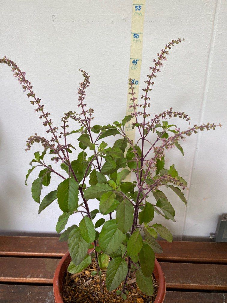 Holy Basil purple stems (Herbs) plant, Furniture & Home Living ...