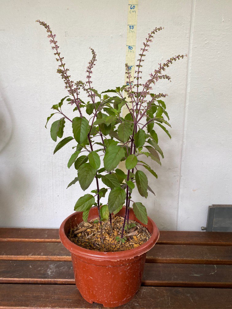 Holy Basil purple stems (Herbs) plant, Furniture & Home Living ...