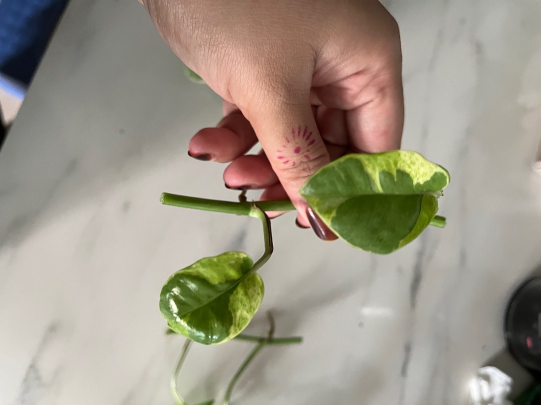 Mini pothos, Furniture & Home Living, Gardening, Plants & Seeds on ...