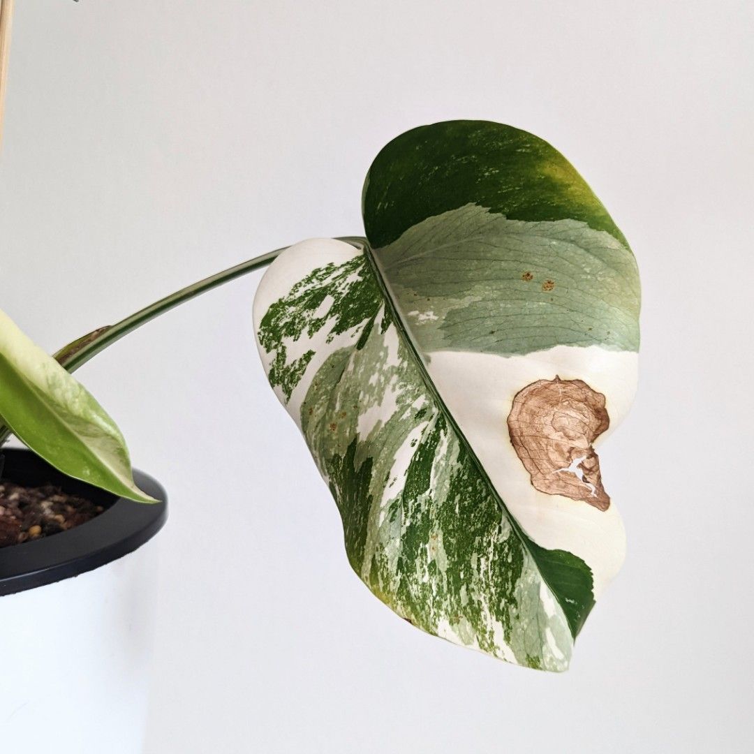 Monstera Albo Borsigiana (swap for Monstera Aurea), Furniture & Home ...