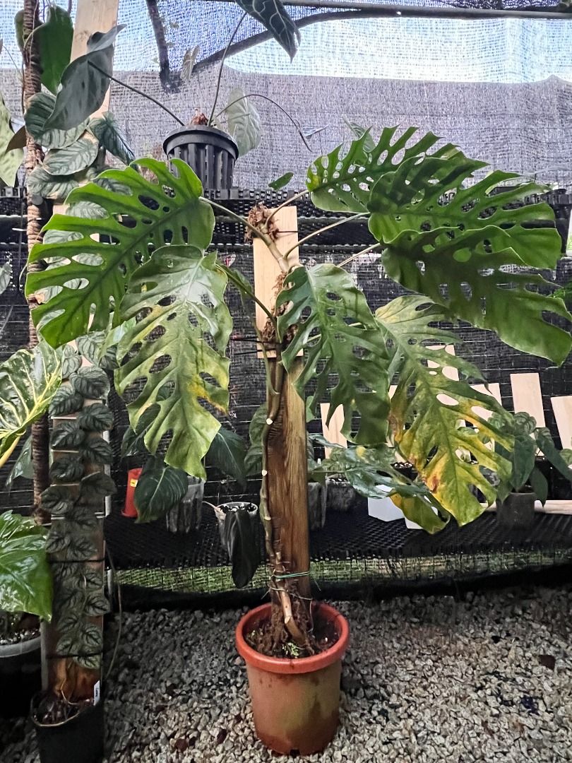 Monstera Dubia Mature Form, Furniture & Home Living, Gardening, Plants ...