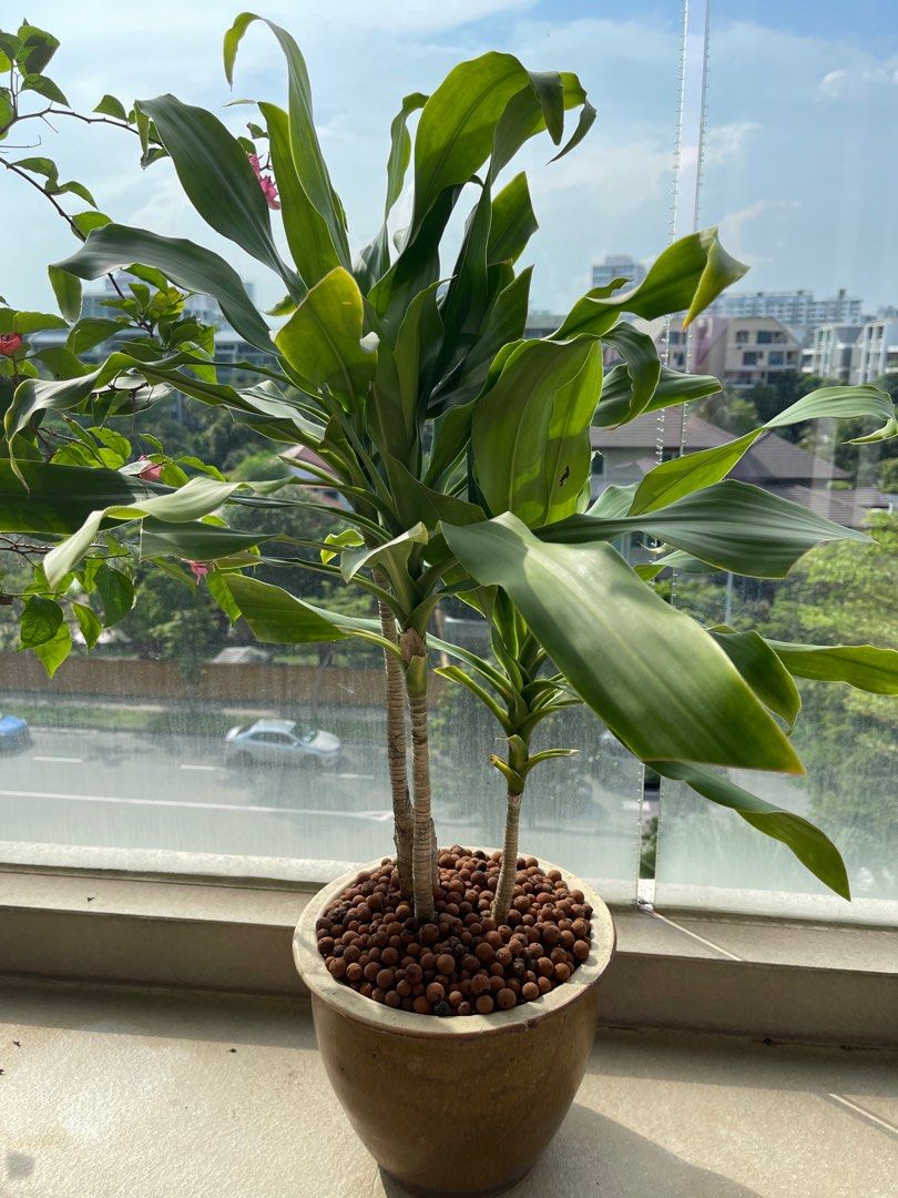 Rich Tree PLANT with the medium pot, Furniture & Home Living, Gardening ...