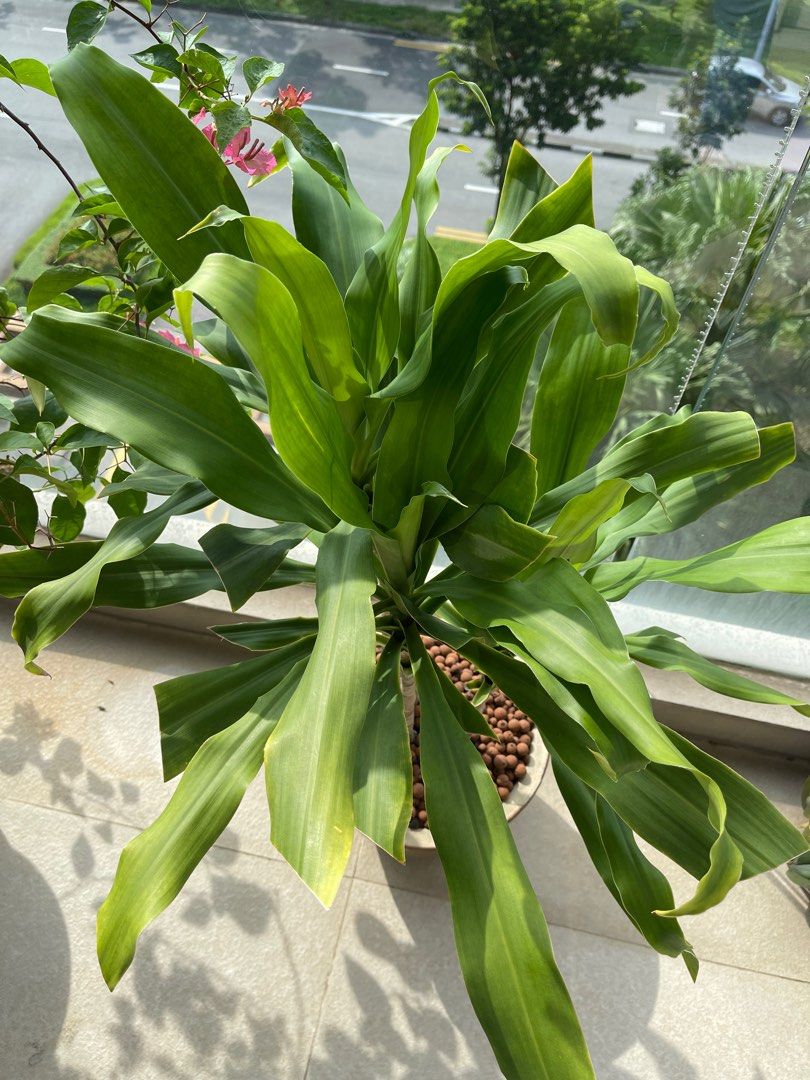 Rich Tree PLANT with the medium pot, Furniture & Home Living, Gardening ...