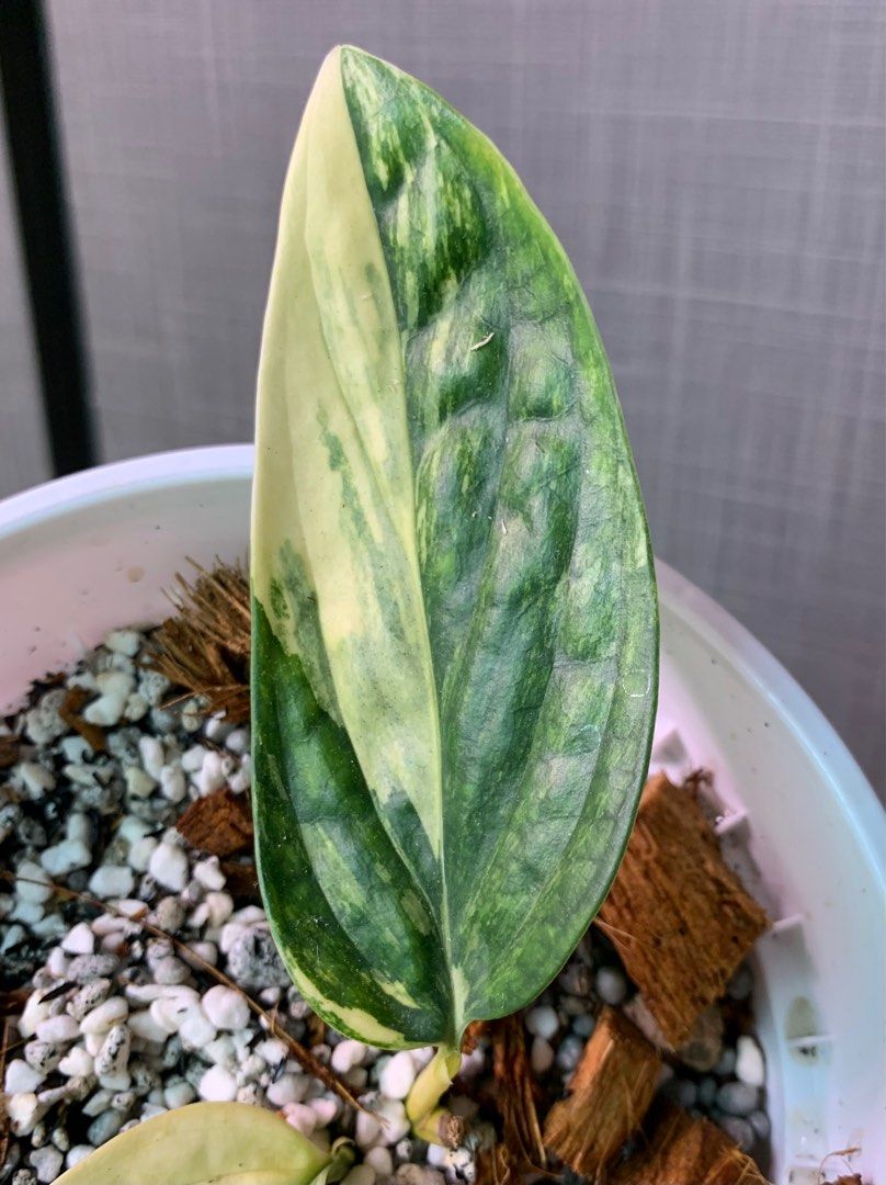 Variegated Monstera Peru Karstenianum, Furniture & Home Living ...