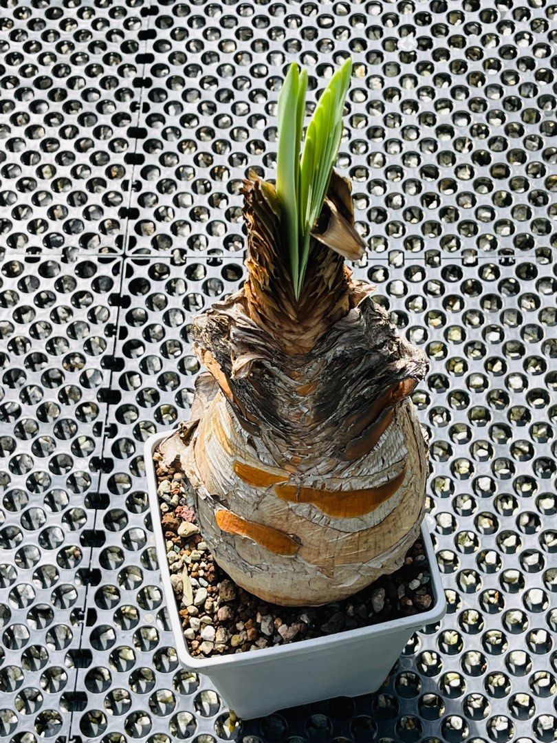 Boophone disticha, Furniture & Home Living, Gardening, Plants & Seeds ...