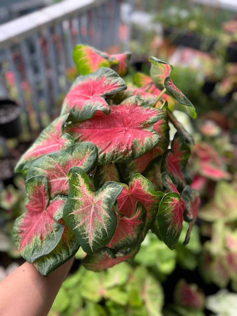 Caladium plant rose glow, Furniture & Home Living, Gardening, Plants ...