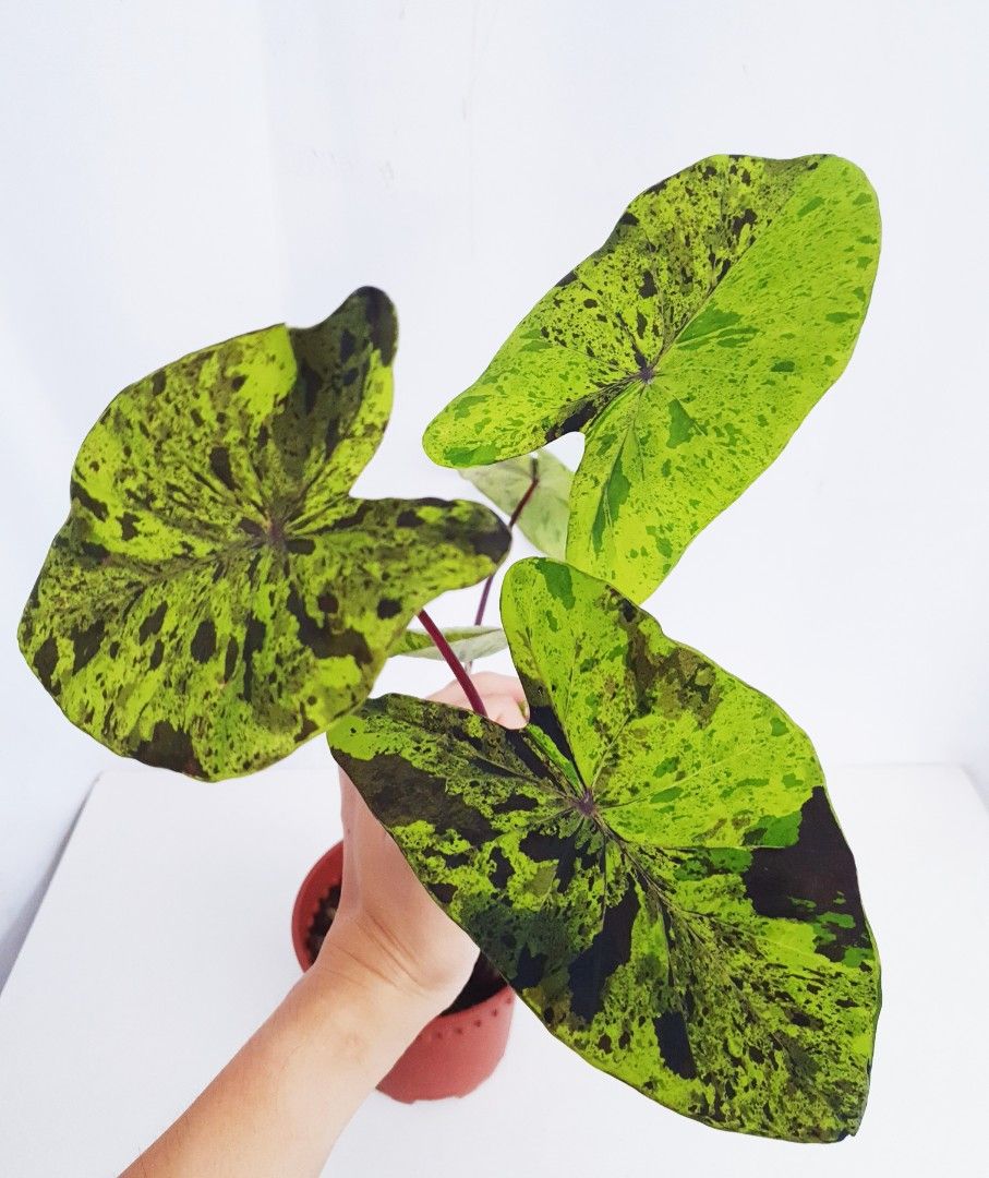 Colocasia Mojito, Furniture & Home Living, Gardening, Plants & Seeds on ...