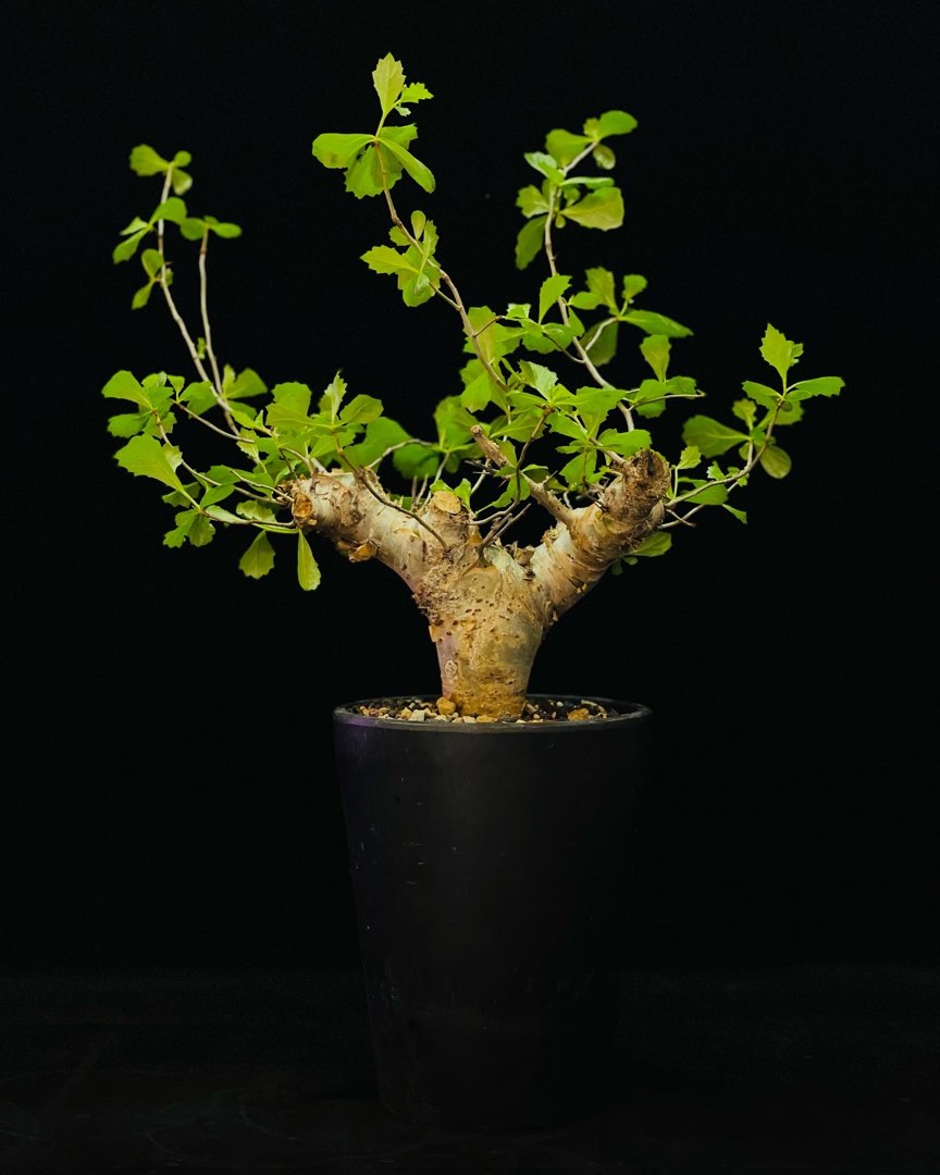 Commiphora incisa, Furniture & Home Living, Gardening, Plants & Seeds ...