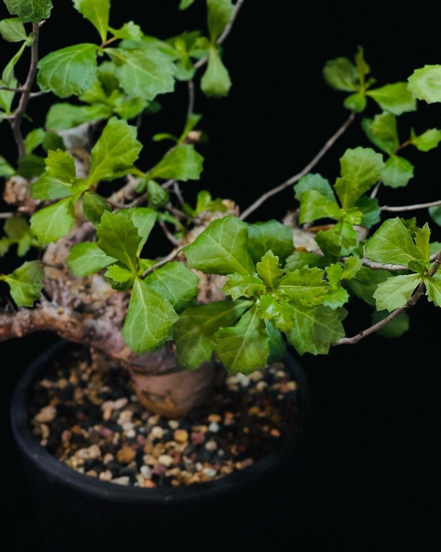 Commiphora incisa, Furniture & Home Living, Gardening, Plants & Seeds ...