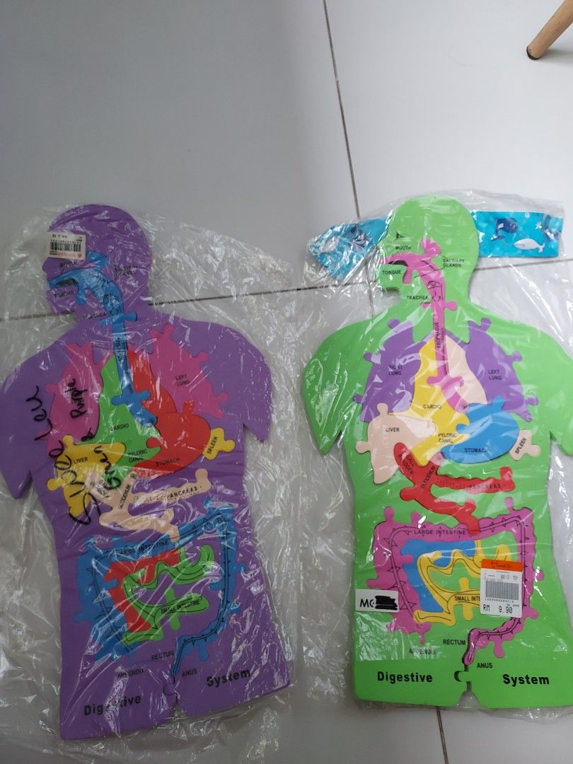 Human Digestive system - foam based removable parts, Hobbies & Toys ...