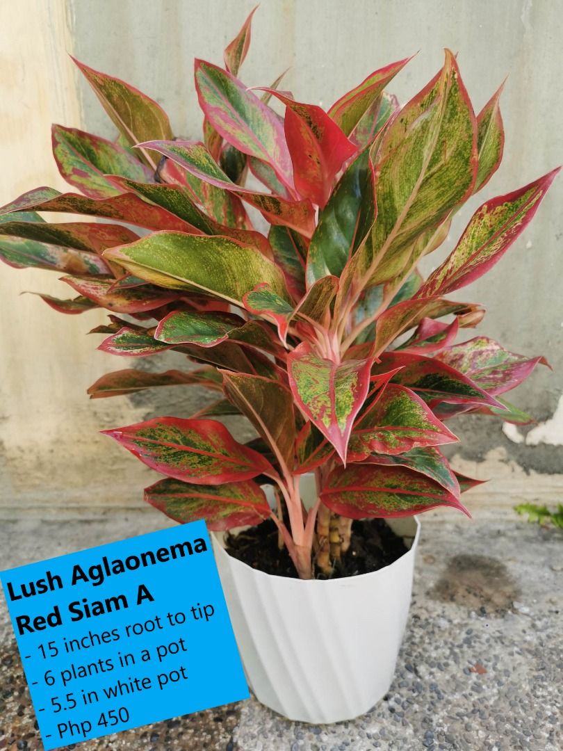 Lush Aglaonema Red Siam, Furniture & Home Living, Gardening, Plants ...
