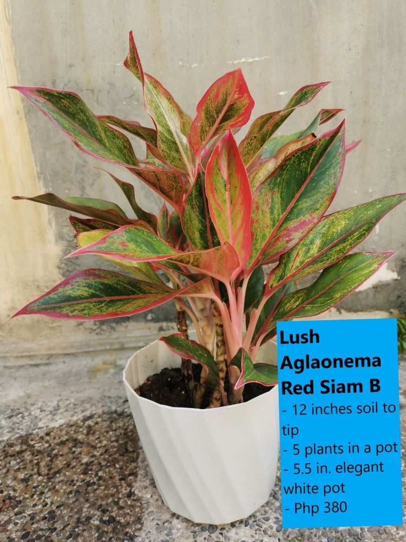 Lush Aglaonema Red Siam, Furniture & Home Living, Gardening, Plants ...