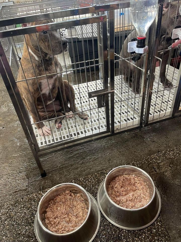 MIXED PORK AND BEEF MEAT DUST, Pet Supplies, Pet Food on Carousell