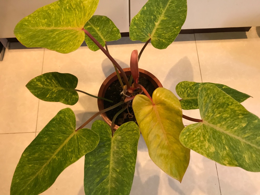 Painted Lady Philodendron suoer sale, Furniture & Home Living ...