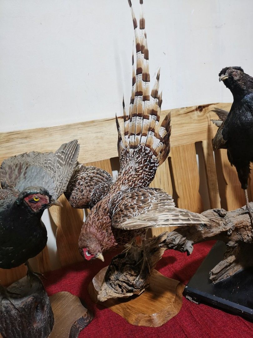 taxidermy pheasant bird, Hobbies & Toys, Memorabilia & Collectibles ...