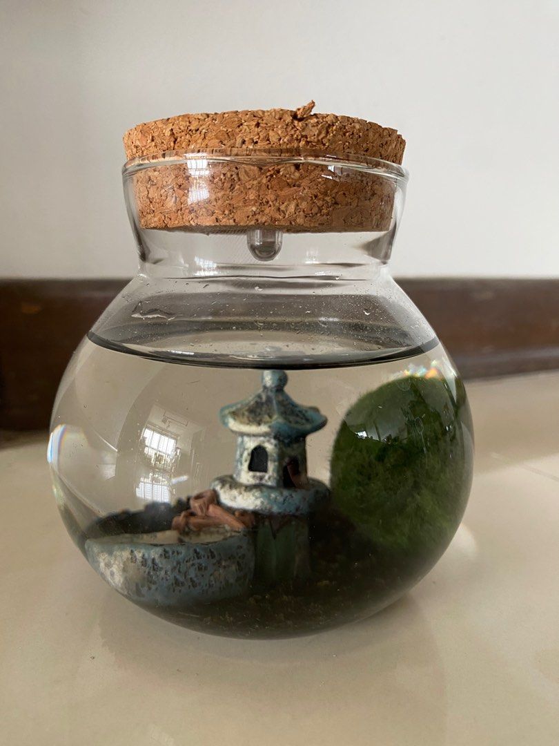 Terrarium aquatic moss and plants with LED light, Furniture & Home Living, Gardening, Plants ...