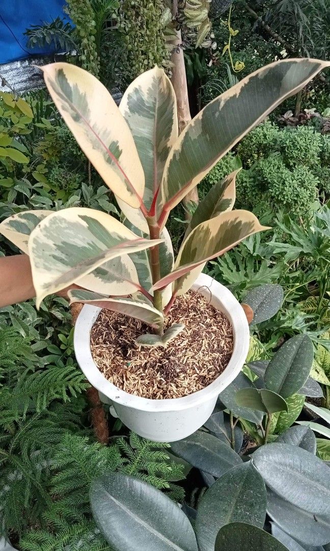 Tricolor Rubber Tree, Furniture & Home Living, Gardening, Plants ...